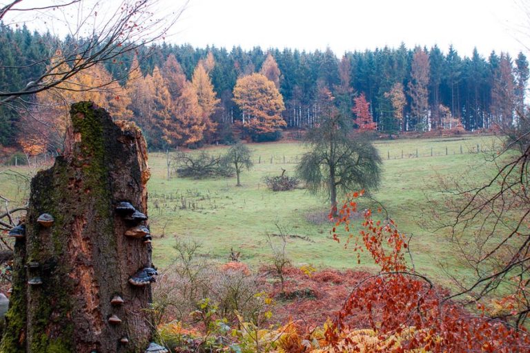 Herbst im Bergischen Land - Eine Wanderung um Schloß Gimborn | OutdoorGlück